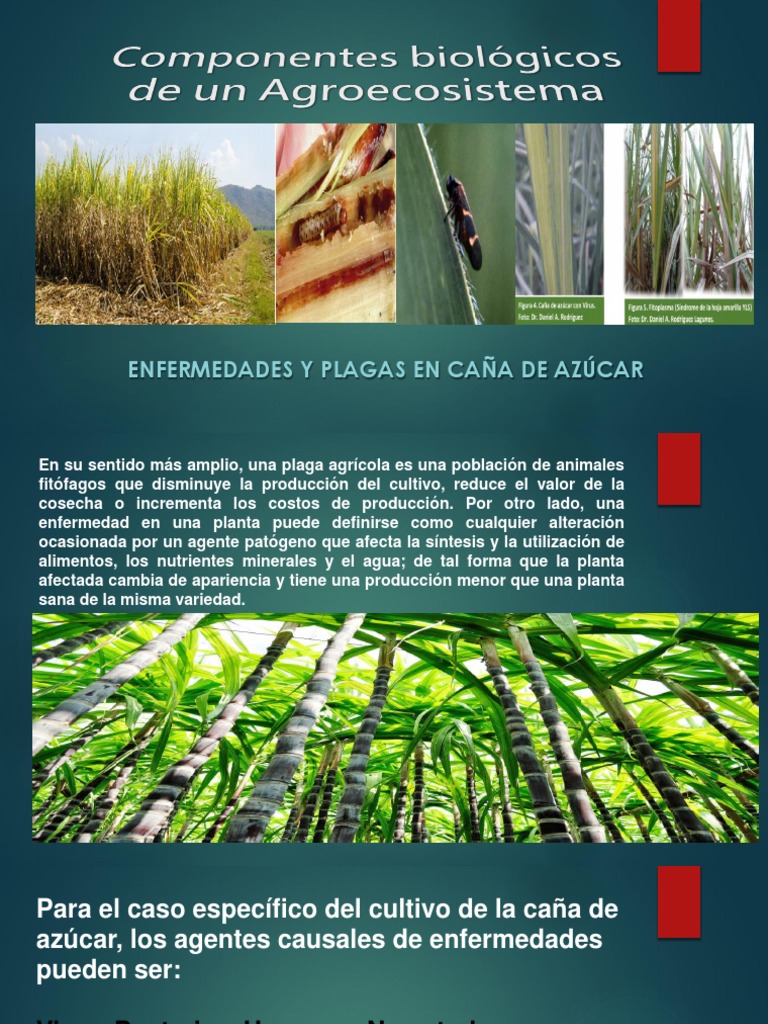 Componentes Biológicos de Un Agroecosistema | PDF | Plaga (organismo ...