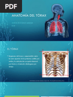 Proyeccion AP Lordotica | PDF | Pulmón | Hombro
