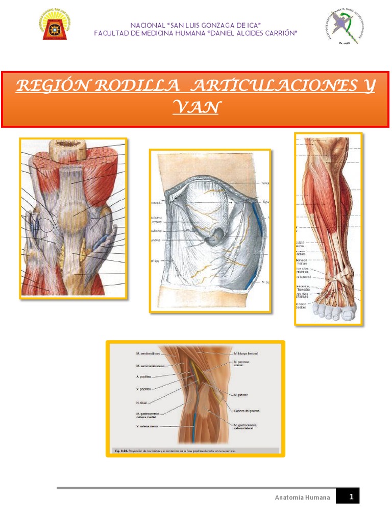 Anatomía de la región de la rodilla, articulaciones y vasos sanguíneos ...