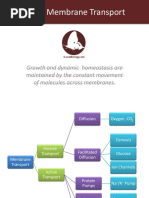 Cell Transport Concept-Map | PDF | Membrane Biology | Life Sciences