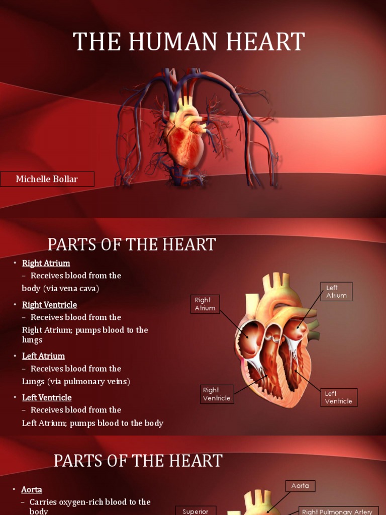 The Human Heart | PDF | Atrium (Heart) | Heart