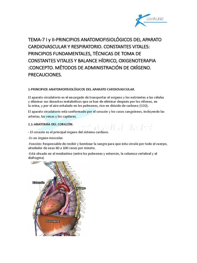Tema 7 Cardiovascular | PDF | Corazón | Pulmón