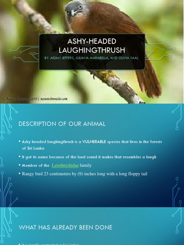 Conservation Project | PDF