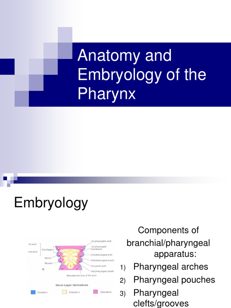 Anatomy and Embryology of the Pharynx: A Comprehensive Guide to the ...