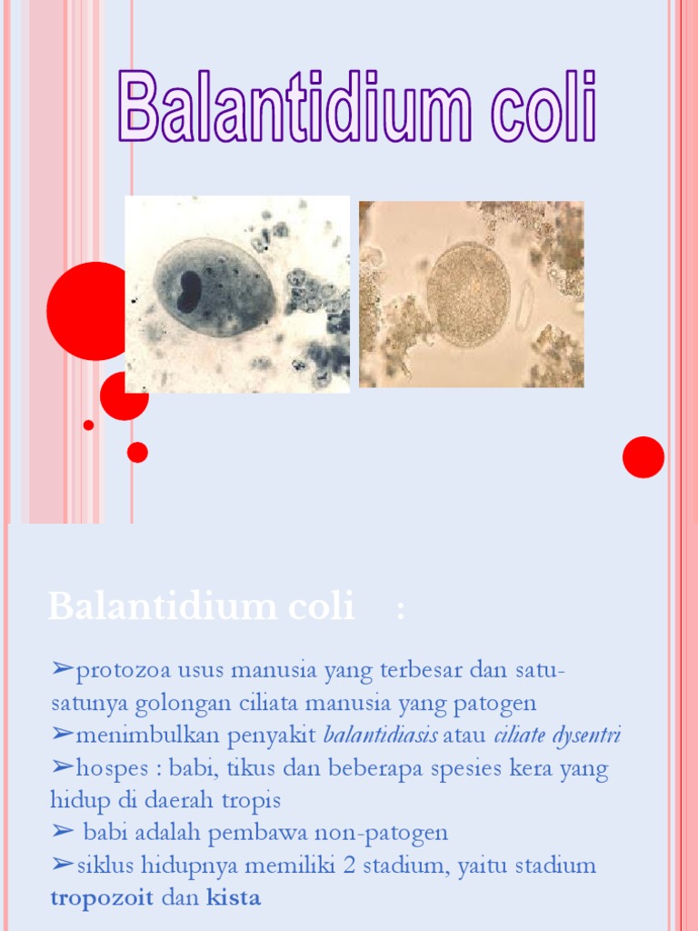 Morfologi dan Siklus Hidup Balantidium coli | PDF | Kesehatan Holistik