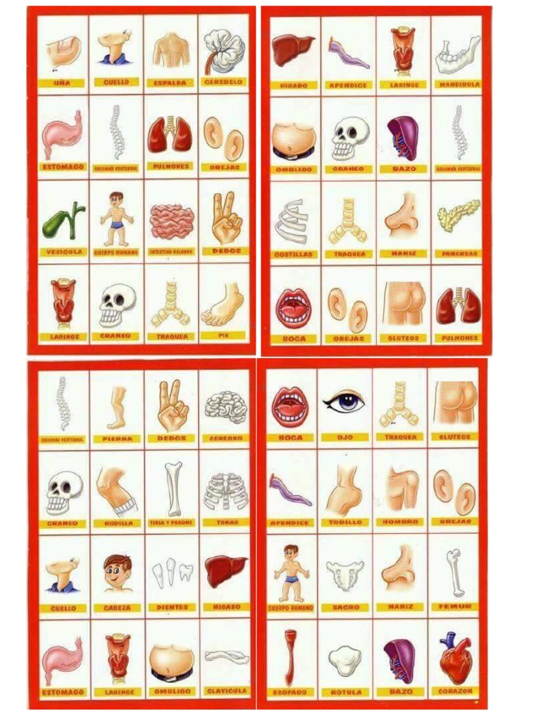 Loteria de Los Aparatos Del Cuerpo | PDF