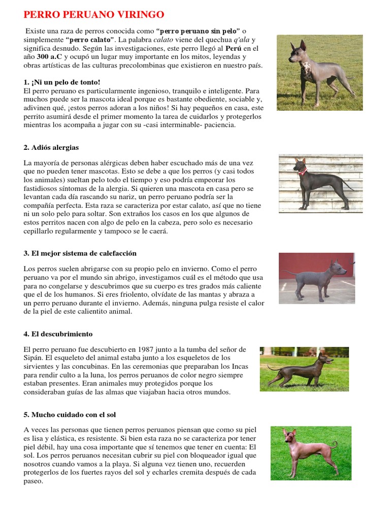 Perro Peruano Viringo | Perros | Sicología y ciencia cognitiva