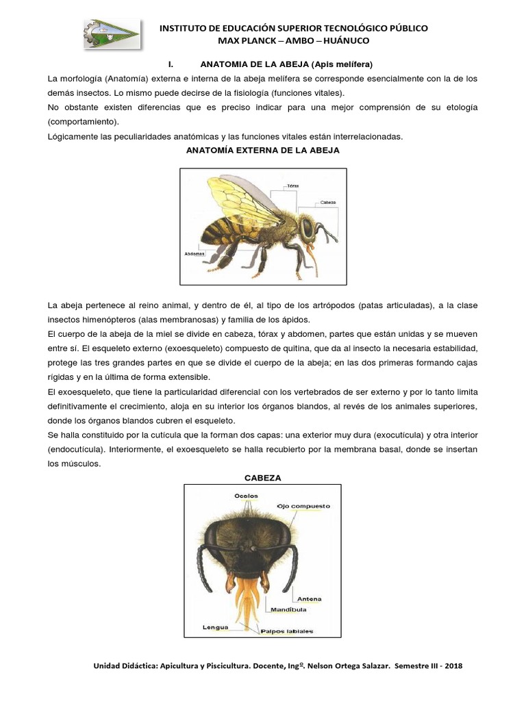 Anatomia de La Abeja | PDF | Insectos | Abejas