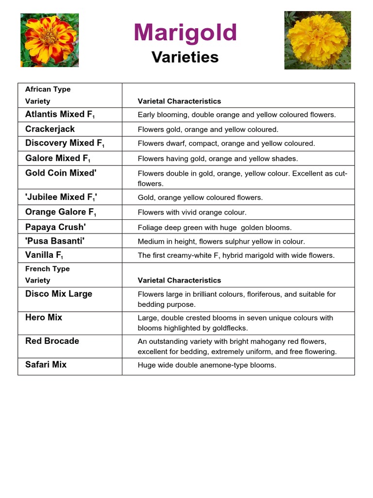 Variety Marigold | PDF