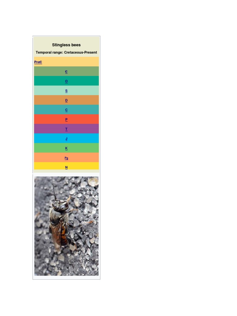 Stingless Bees: Temporal Range: Cretaceous-Present | PDF