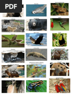 10 Animales que Nadan | PDF