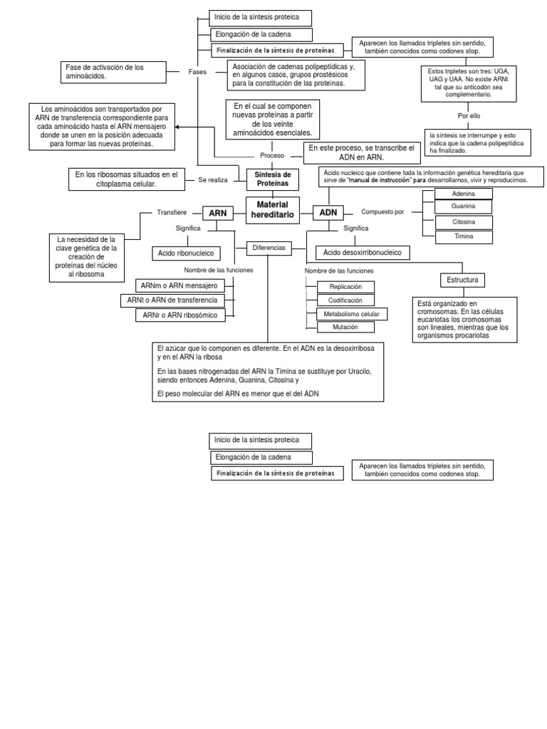Síntesis de Proteínas y Codones Stop | PDF | Rna | Adn