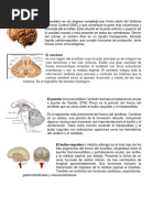 Conducto Ependimario | PDF | Sistema nervioso central | Anatomía humana
