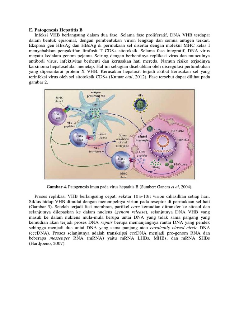 Patofisiologi & Patogenesis Hepatitis B | PDF