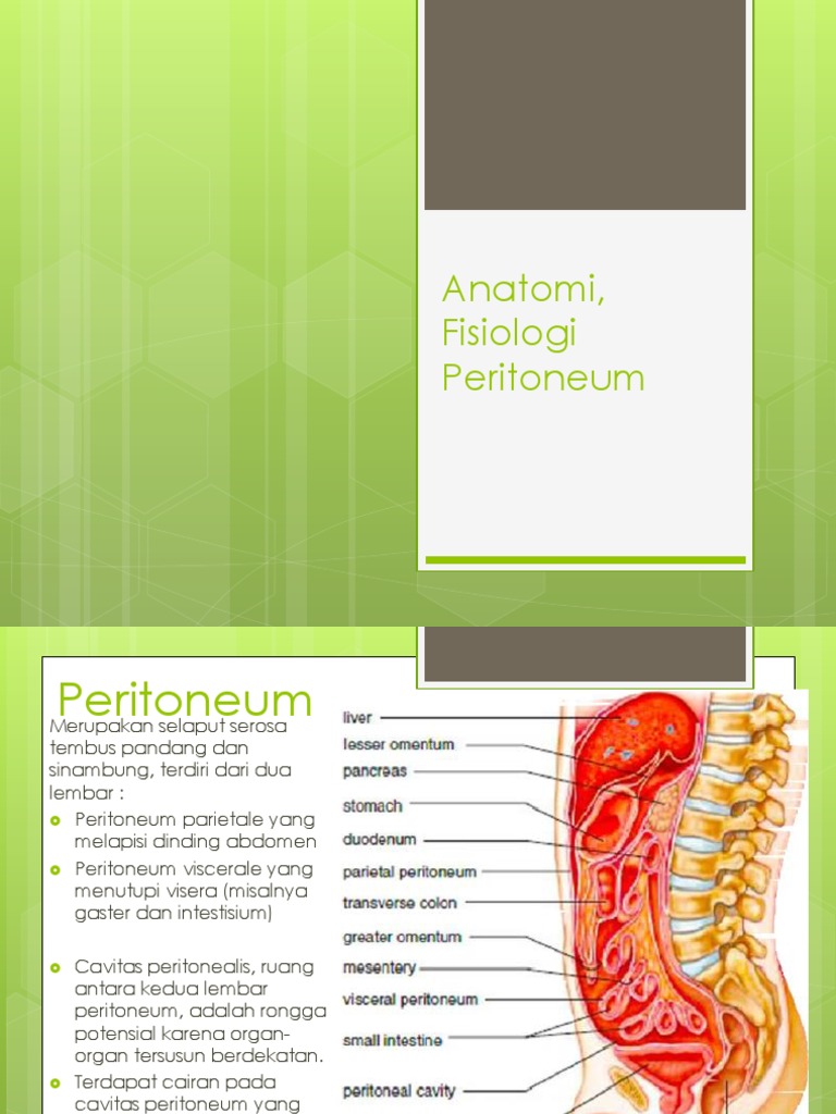 Struktur dan Fungsi Peritoneum | PDF