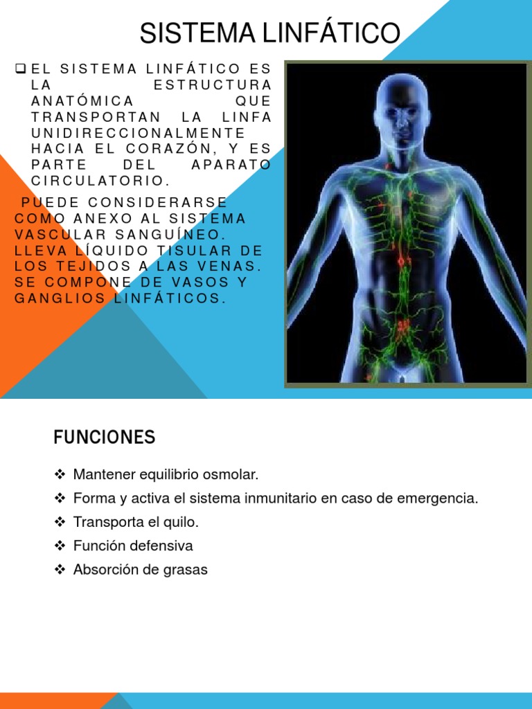 Estructura Y Función Del Sistema Linfático