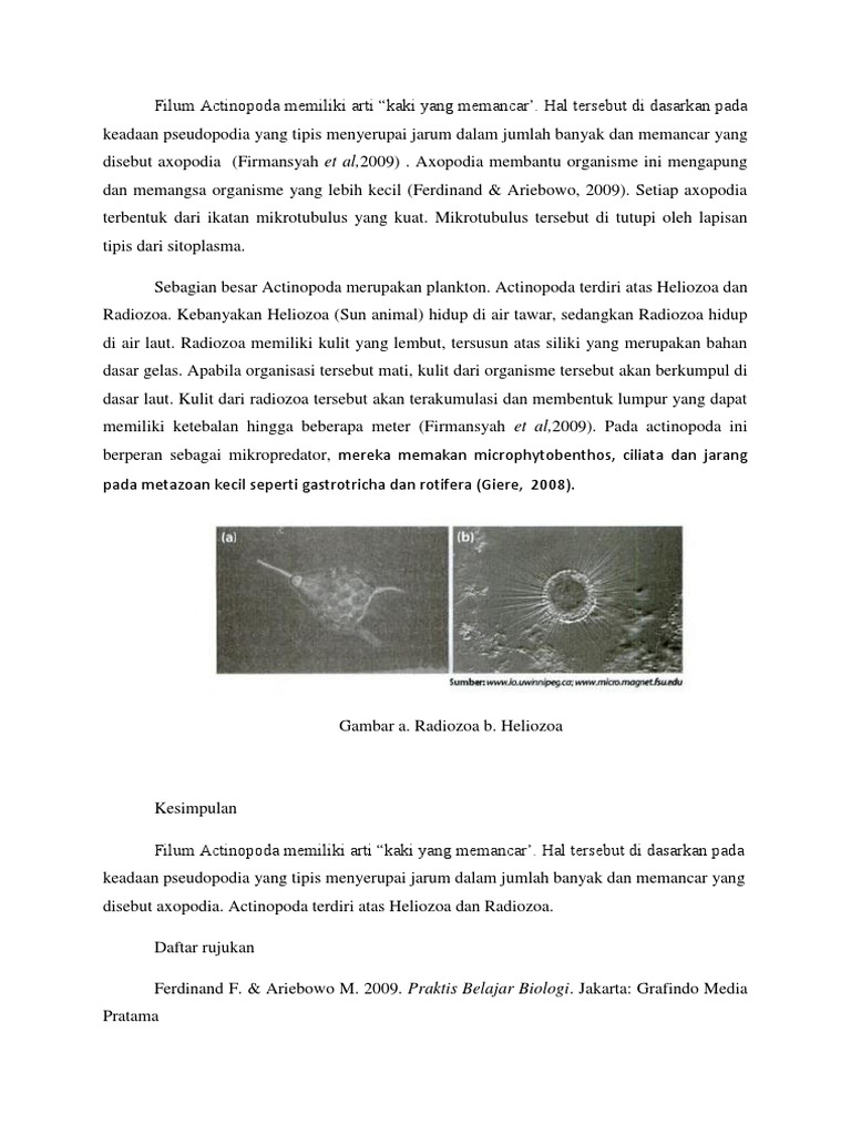 Actinopoda | PDF