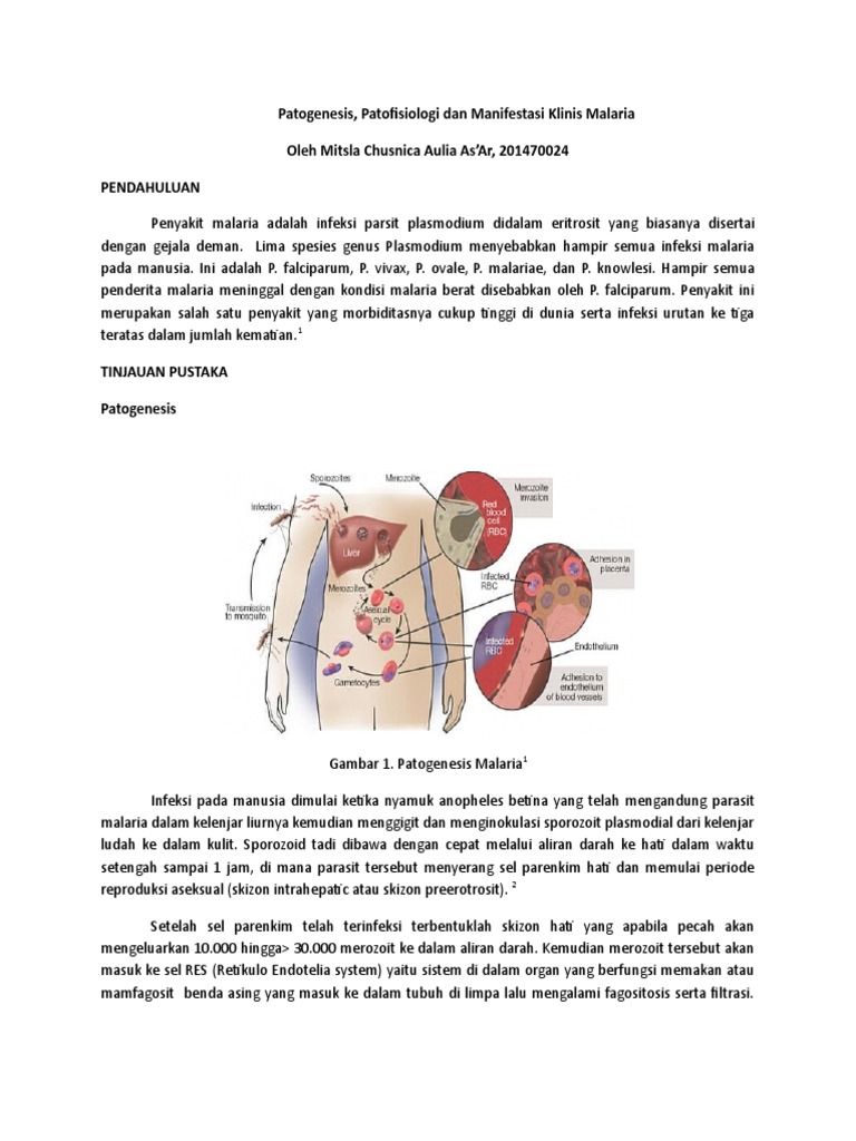 Patogenesis Dan Patofisiologi Malaria | PDF