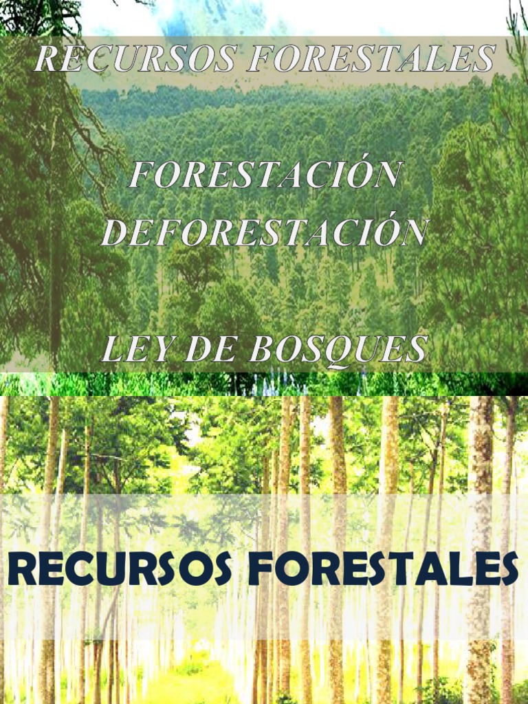 Recursos Forestales | PDF | Los bosques | Deforestación