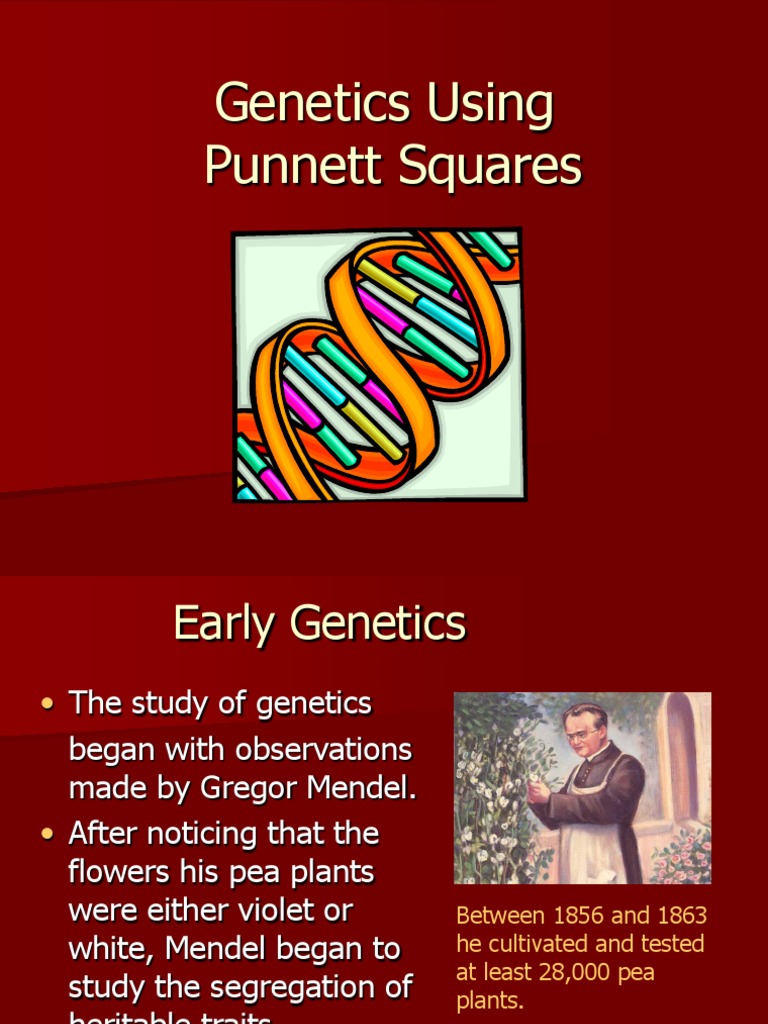 Understanding Punnett Squares in Genetics | PDF | Phenotypic Trait ...