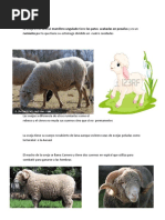 Ciclo de Vida de La Vaca | PDF | Vacas | Leche