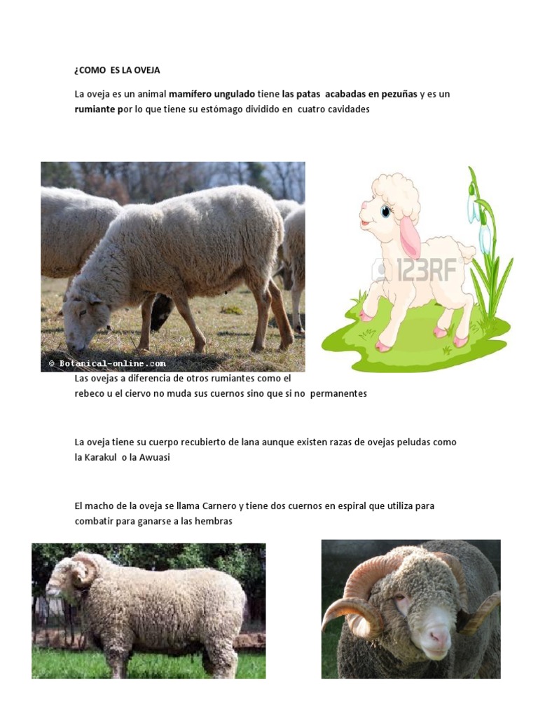 Características y alimentación de la oveja | PDF