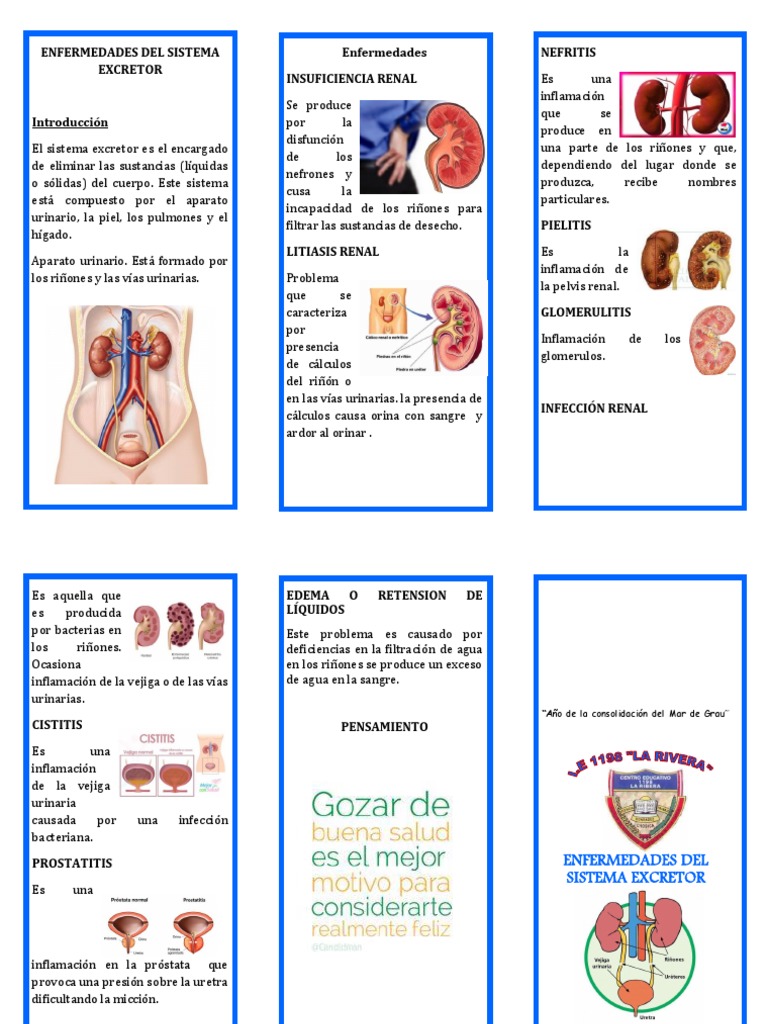 Triptico Enfermedades Del Sistema Excretor | PDF | Sistema urinario | Riñón Triptico Enfermedades Del Sistema Excretor | PDF | Sistema urinario | Riñón