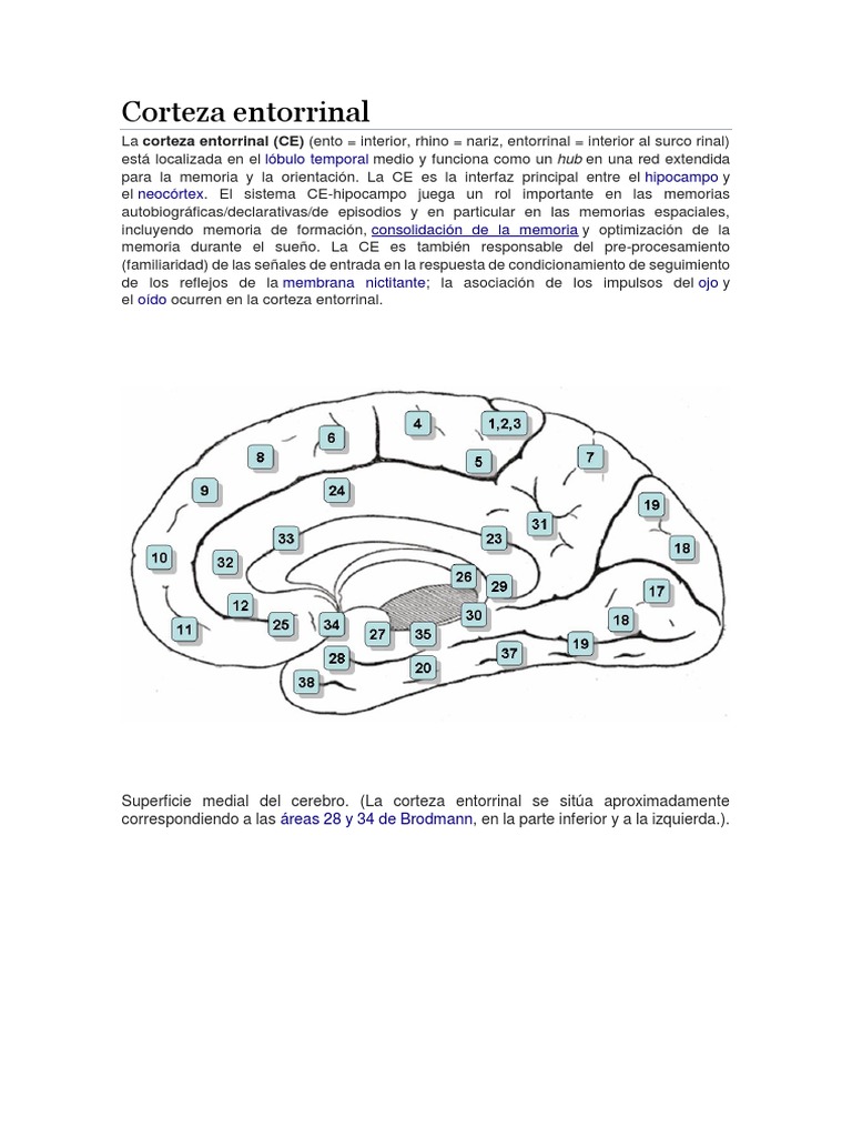 Corteza Entorrinal | PDF