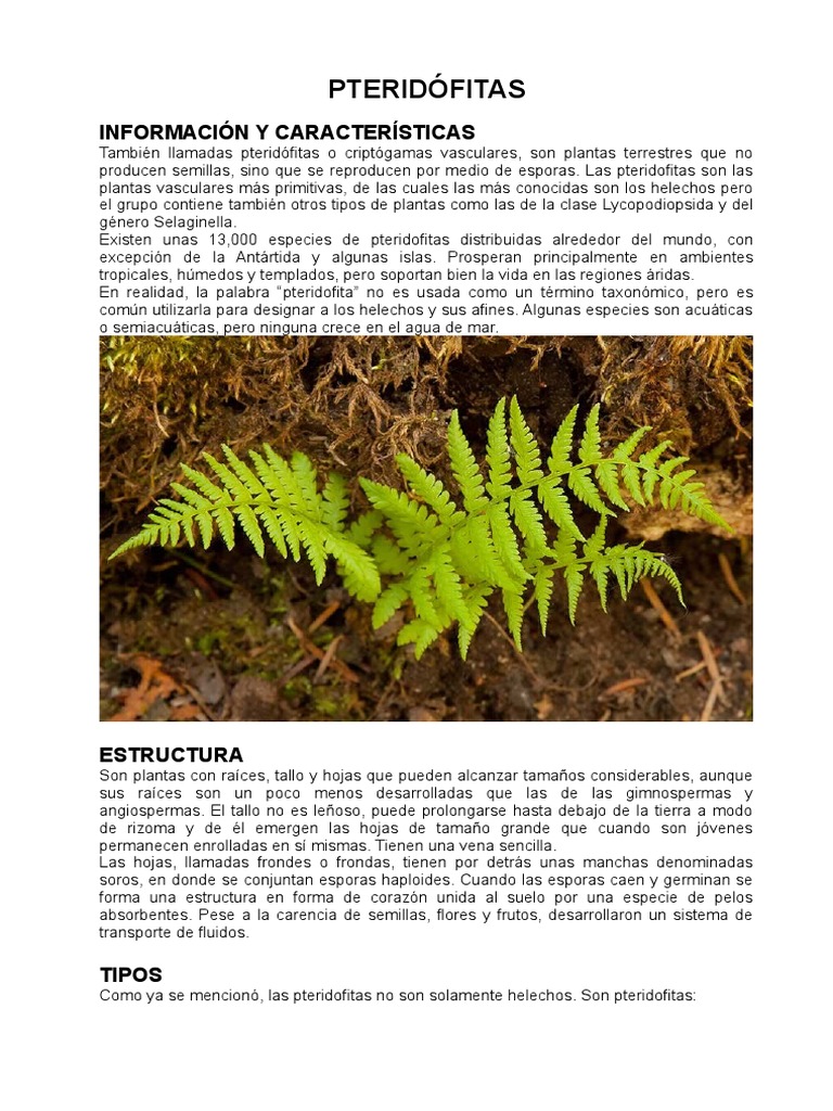 Informacion Plantas | PDF | Flores | Plantas