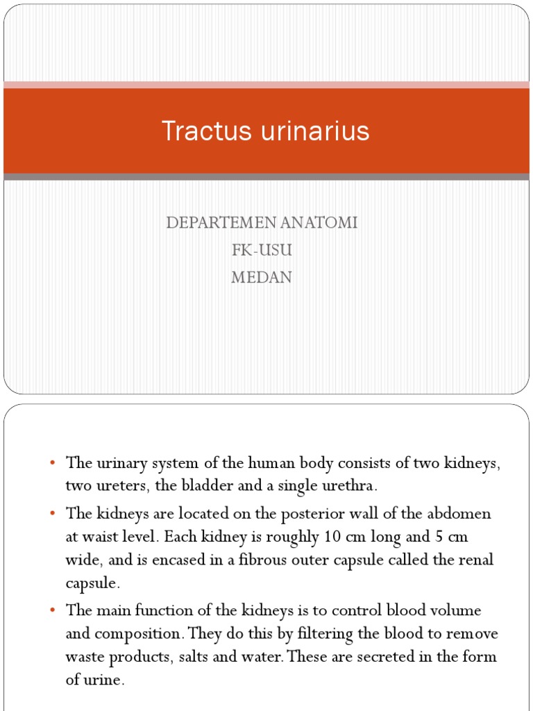 Tractus Urinarius: Departemen Anatomi Fk-Usu Medan | PDF | Urinary ...