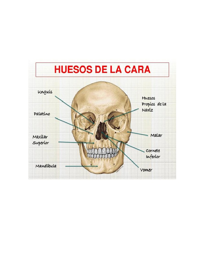 HUESO UNGUIS Trabajo | PDF | Cara | Sistema musculoesquelético