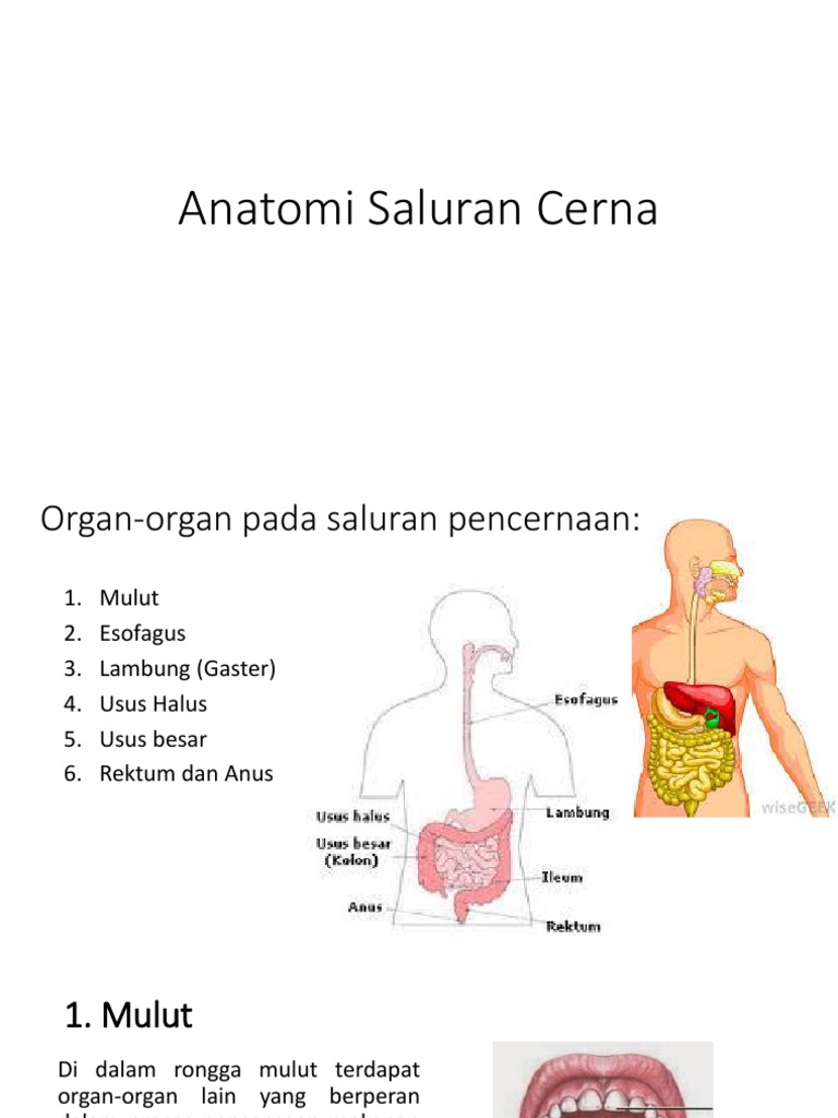 Anatomi Saluran Cerna | PDF