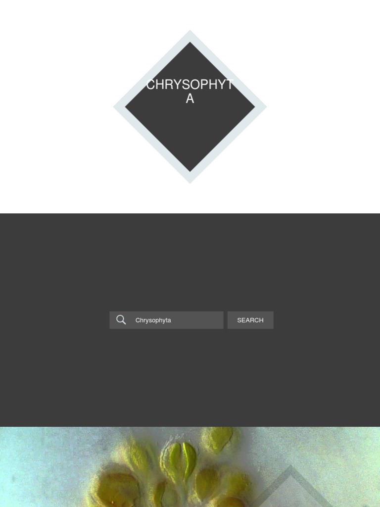 Chrysophyta | PDF
