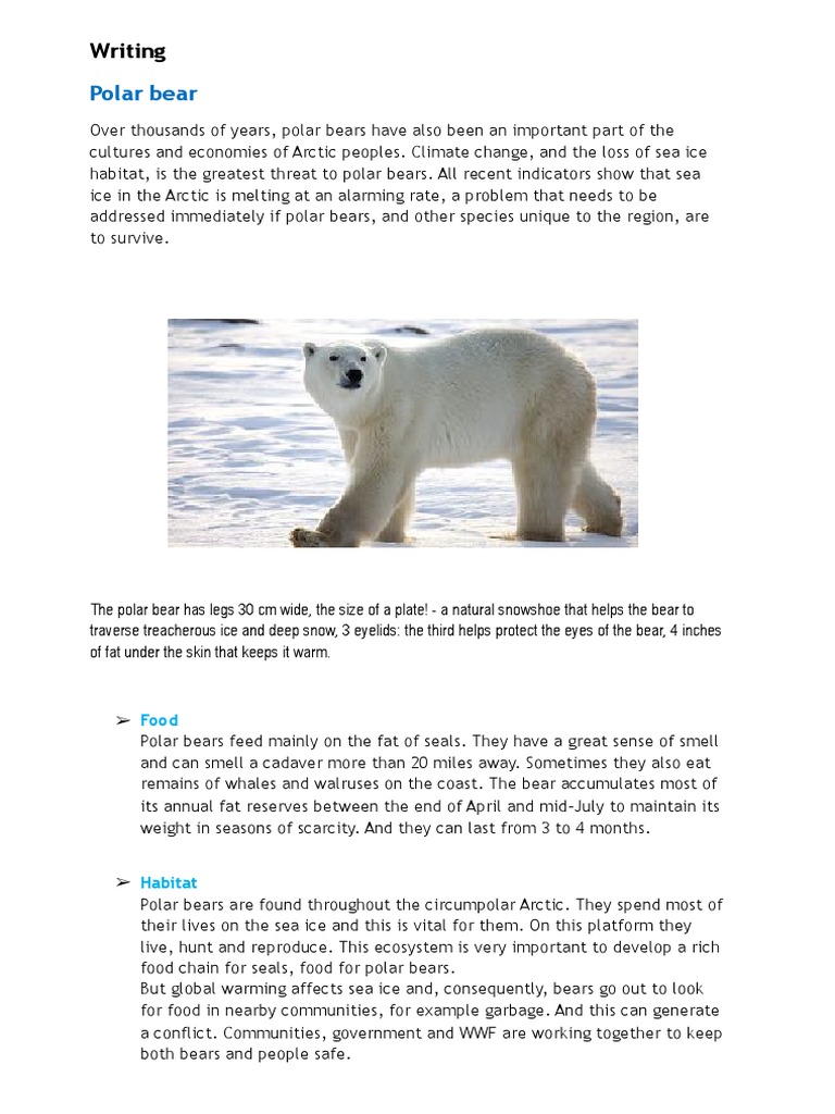 Writing Polar Bear | PDF | Polar Bear | Bears