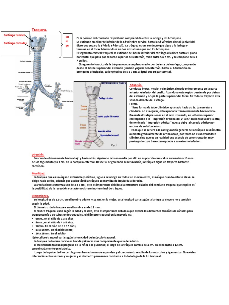 Anatomia de La Traquea | PDF | Pulmón | Artería