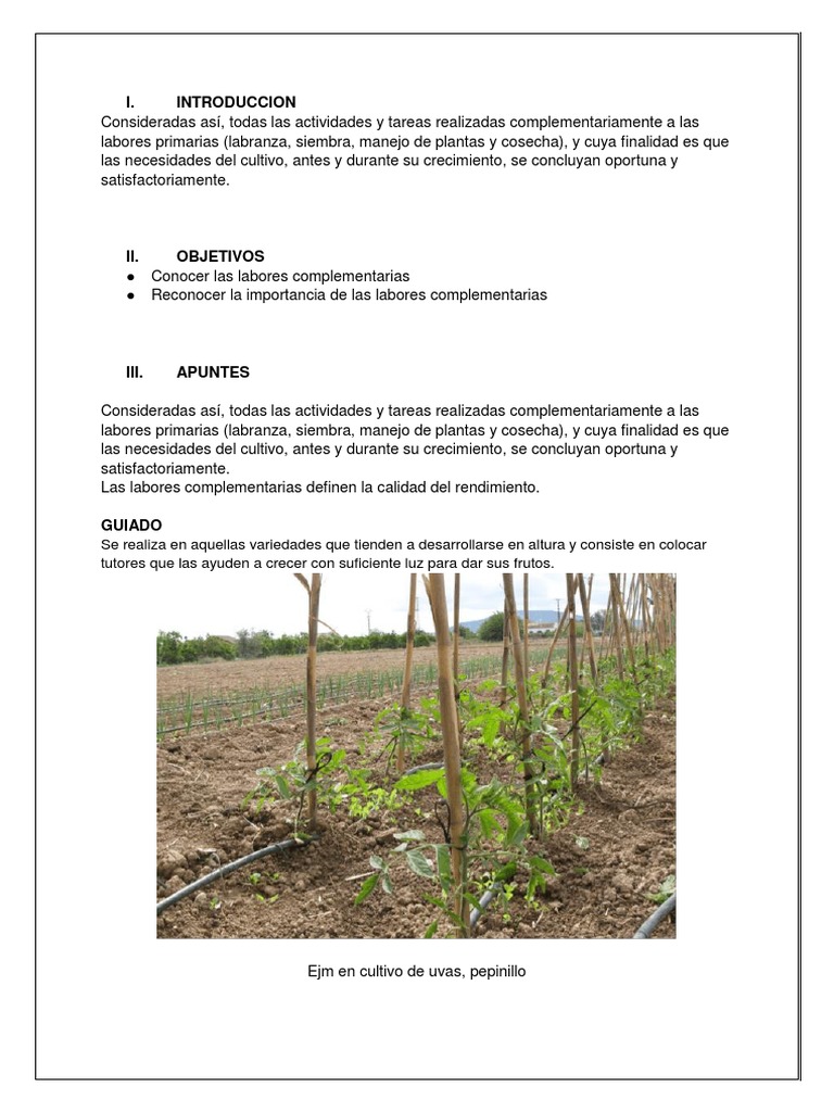 Practicas Complementarias | PDF | Plantas | Riego