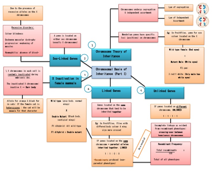 Chromosomal Basis of Inheritance I | PDF | Genetic Linkage | Allele