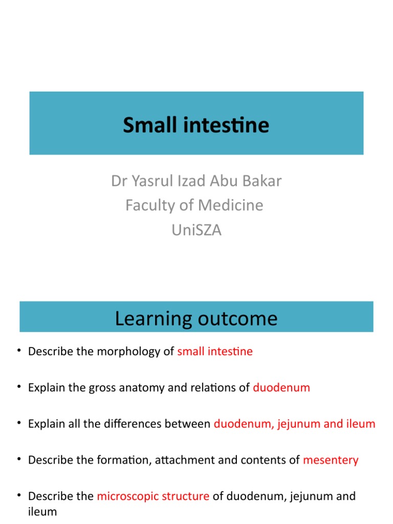 Anatomy and Functions of the Small Intestine | PDF | Small Intestine ...