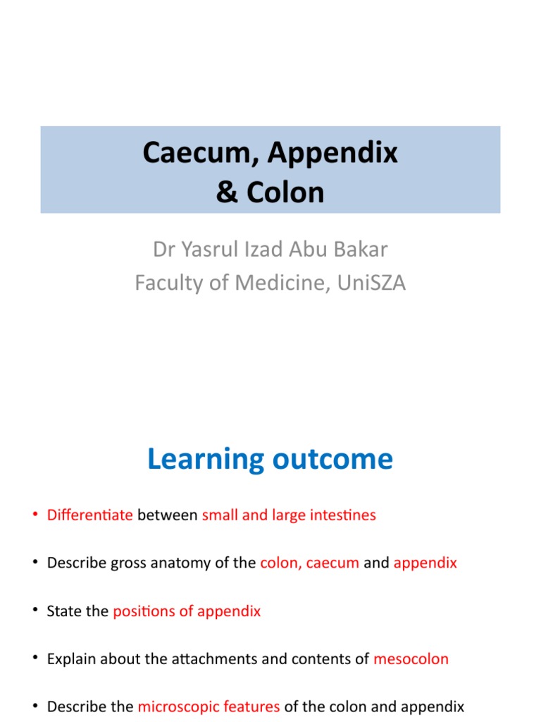 Colon, Caecum & Appendix 2017 | PDF | Large Intestine ...