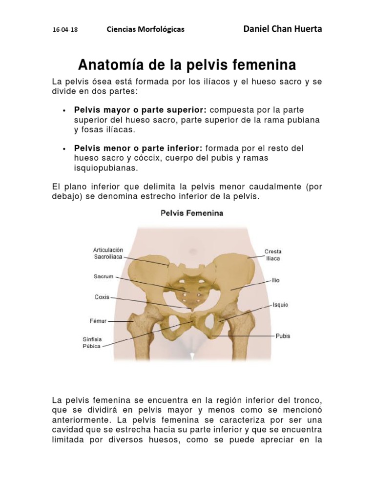 Anatomía de La Pelvis Femenina | Pelvis | Sistema musculoesquelético