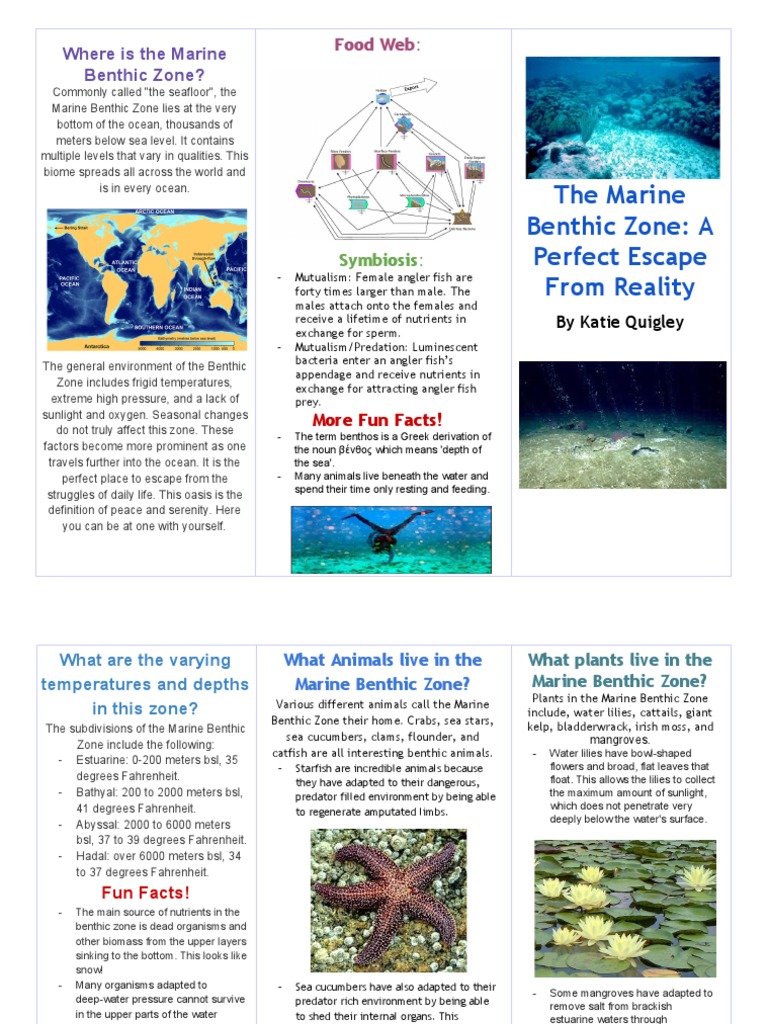 Katie's Oceanic Benthic Brochure | PDF | Benthic Zone | Oceans