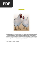 Proyecto de Gallinas Ponedoras | PDF | Pollo | Aves