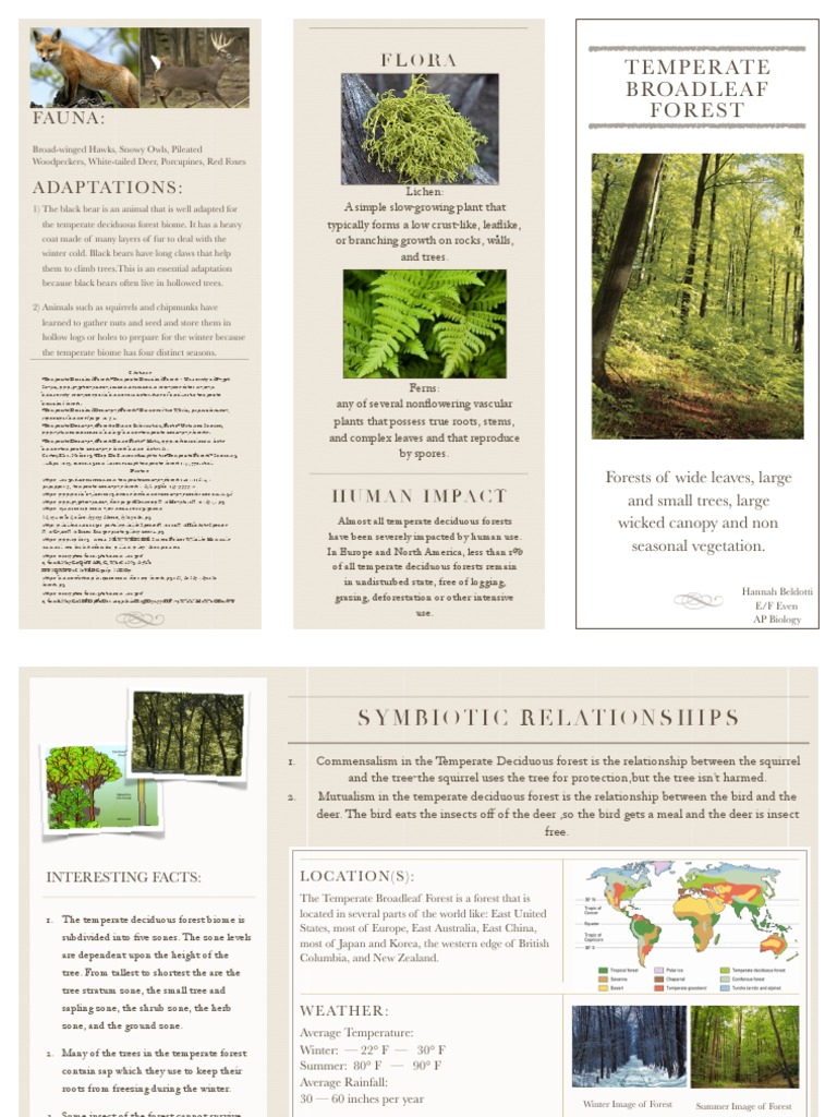 Hannah's Temperate Broadleaf Forest Brochure | Download Free PDF | Forests | Trees