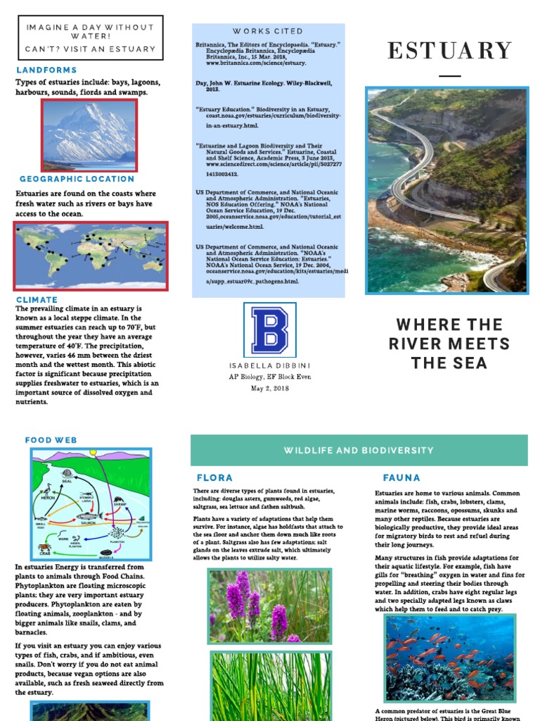 Understanding Estuaries: Ecology & Impact | PDF | Estuary | Predation