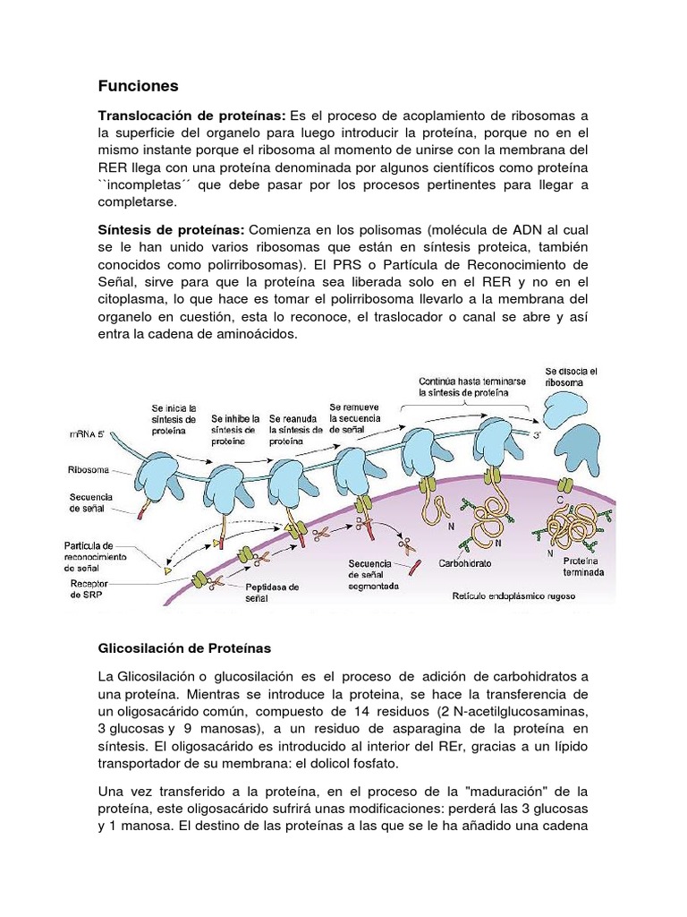 Funciones Del RER | PDF | Salud y bienestar | Tecnología