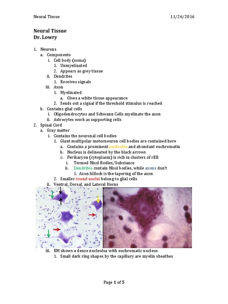 Histology Neural Tissue I | PDF | Axon | Nervous System