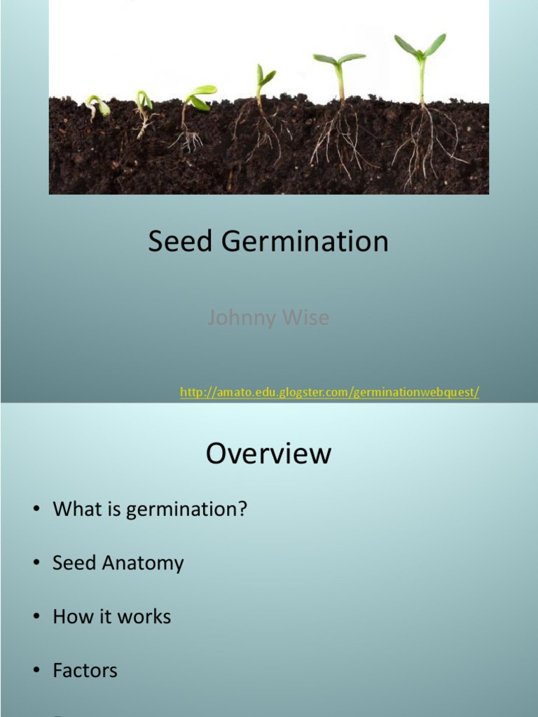 Seed Germination Process Explained | PDF | Seed | Germination