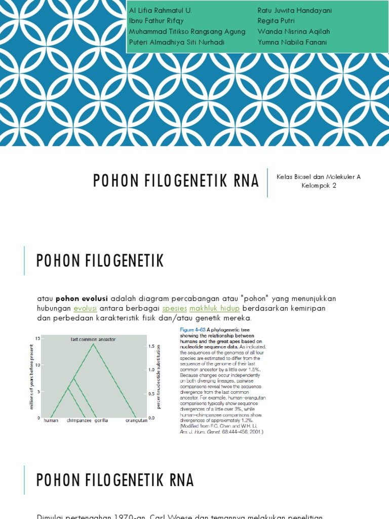 Pohonn Filogenetik | PDF