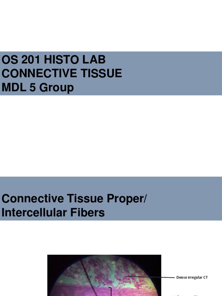 Os 201 Histo Lab Connective Tissue | PDF