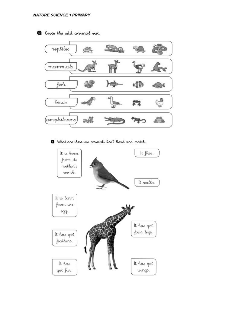 Unit 4.animals | PDF
